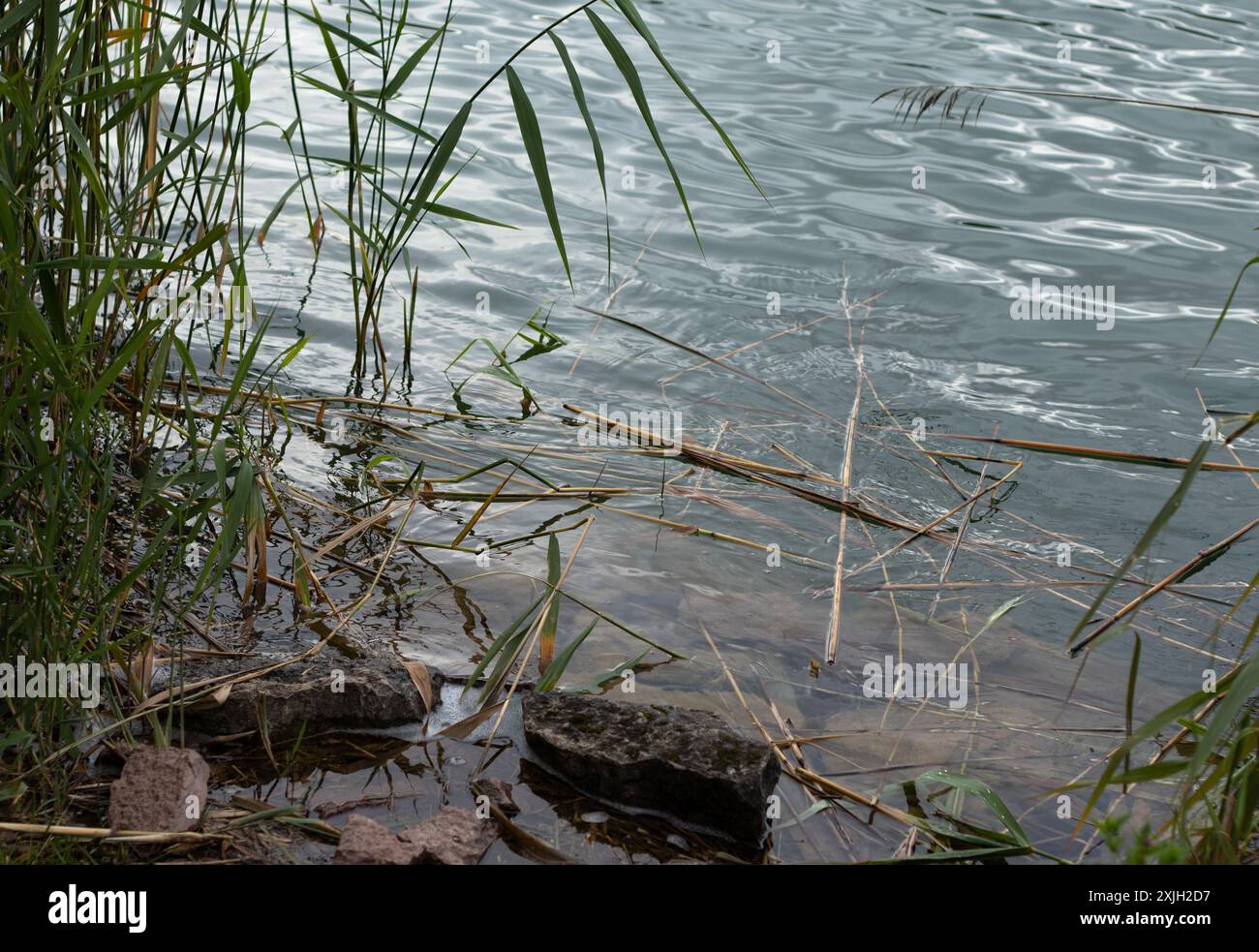 Messy water in a clear lake Stock Photo - Alamy