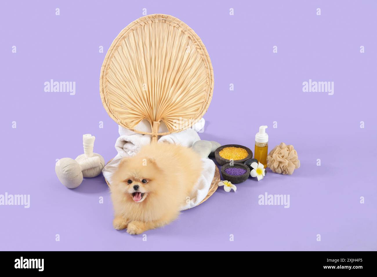 Cute Pomeranian dog with spa accessories and fan on lilac background ...