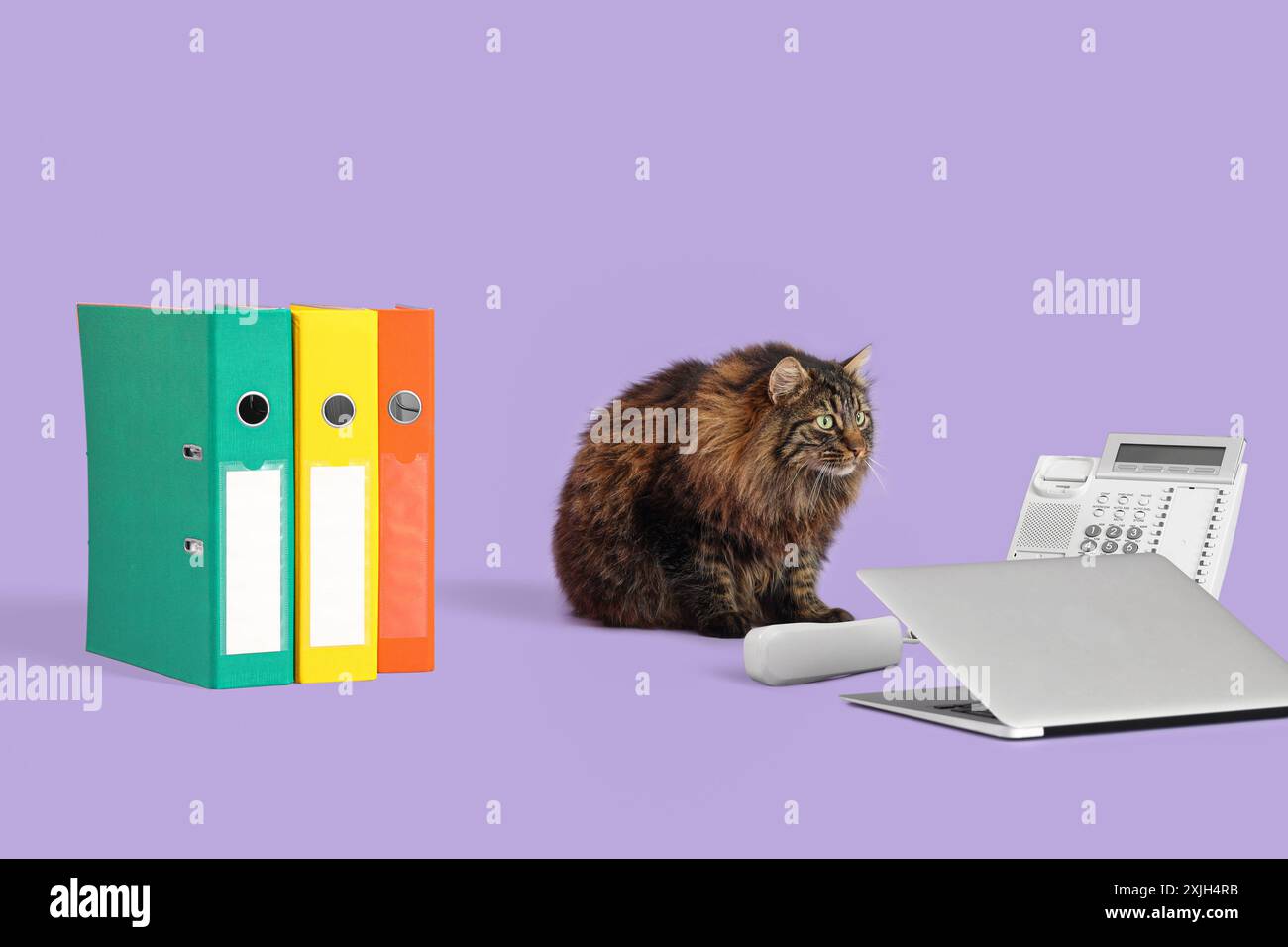 Cute cat, office folders, modern laptop and telephone on lilac ...