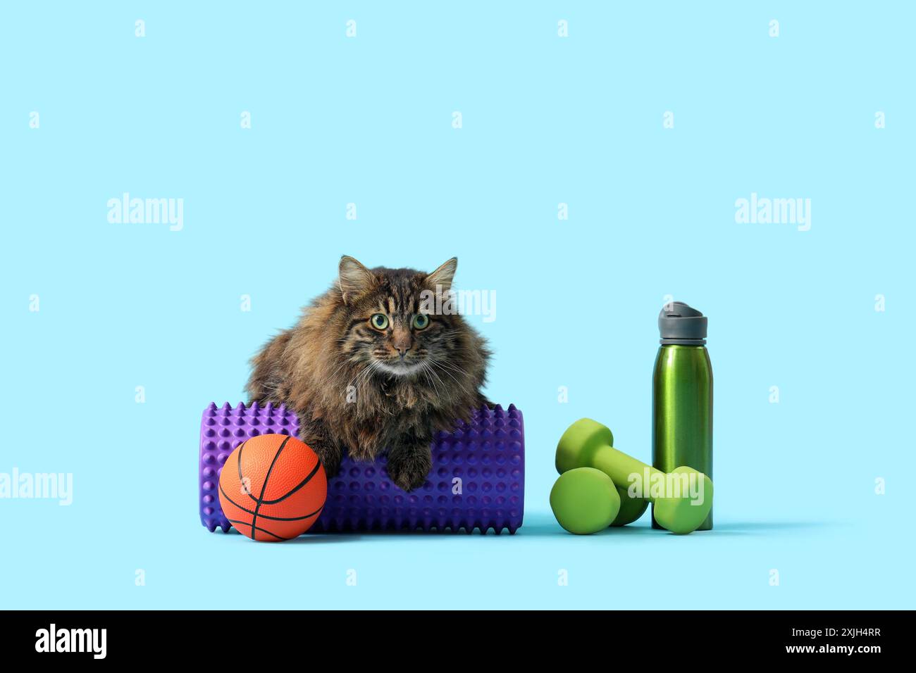Cute cat with sports equipment on color background Stock Photo - Alamy