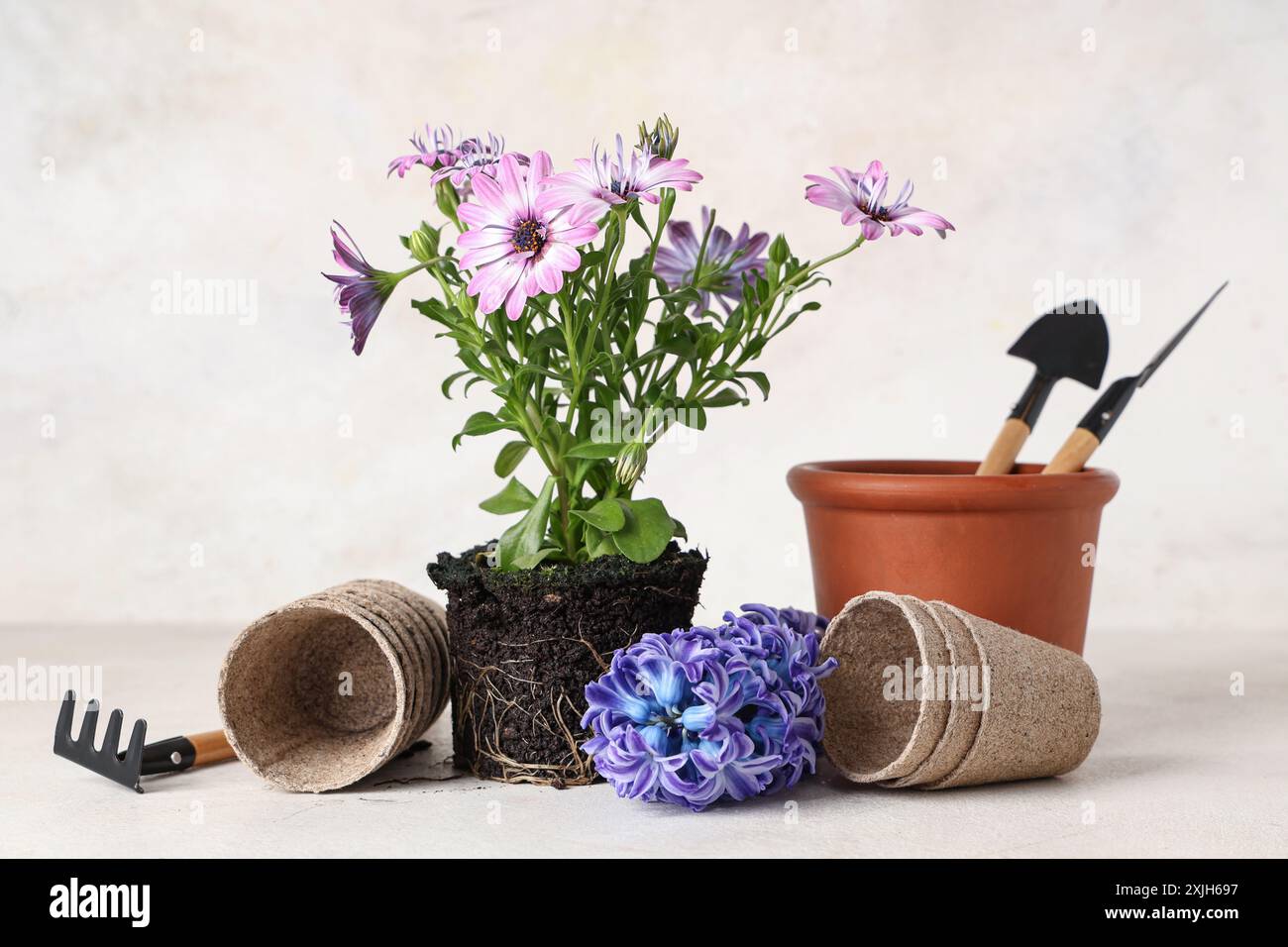 Blooming flowers, flowerpots and gardening tools on table against white ...