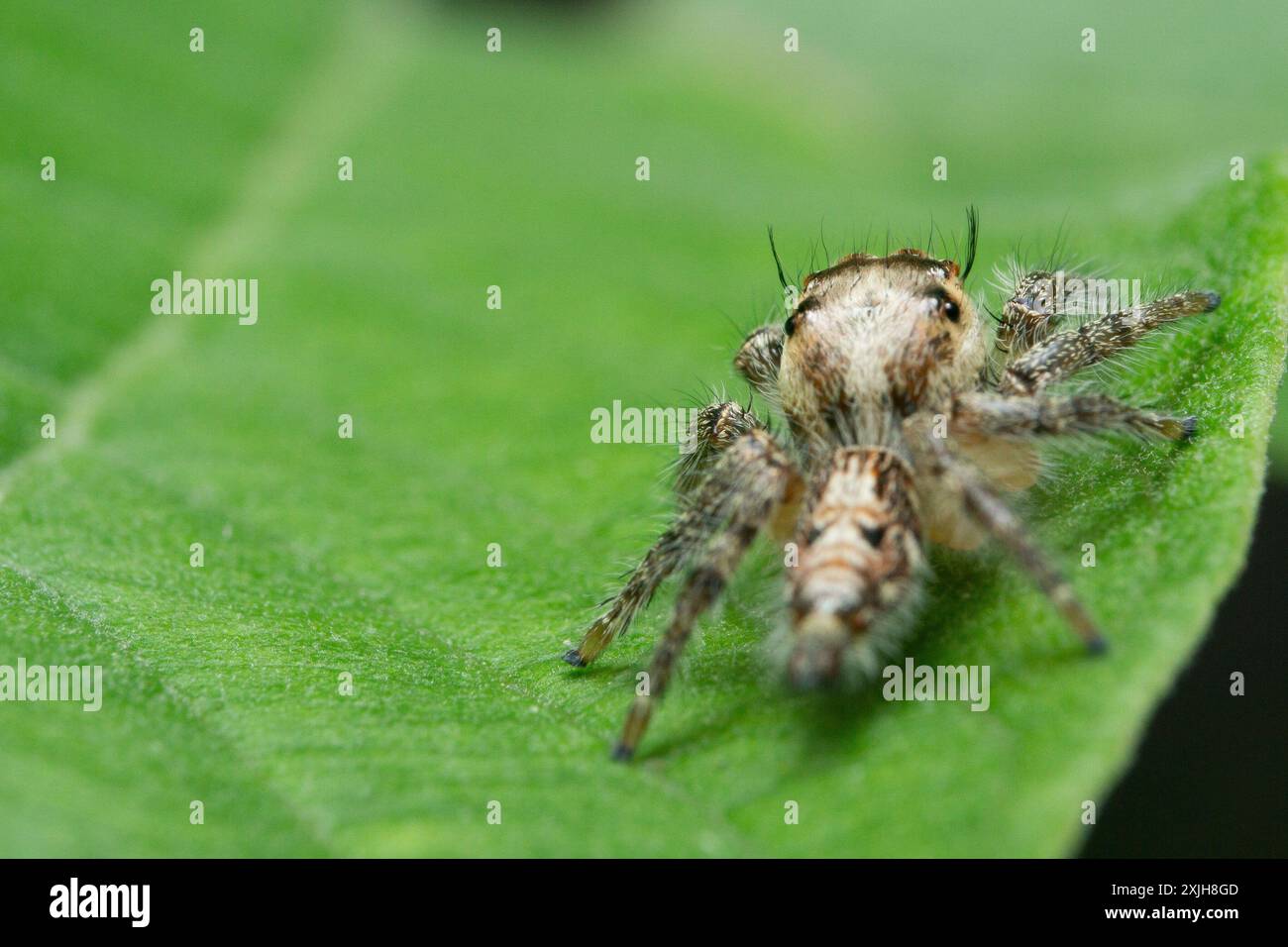 Jumping spider hyllus diardi hi-res stock photography and images - Alamy