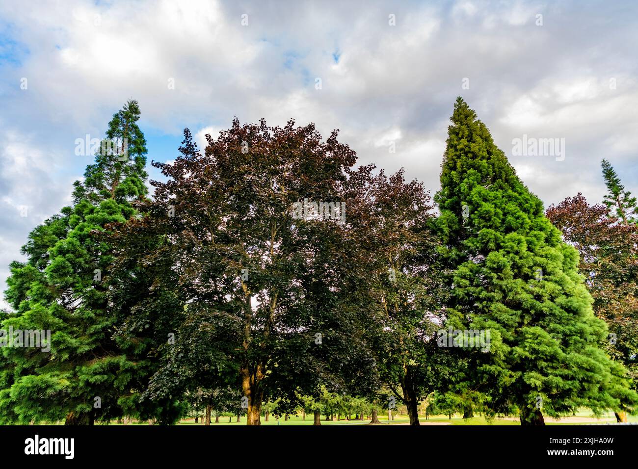 Evergreen nature. Meadow in wood forest. Forest in summer nature ...