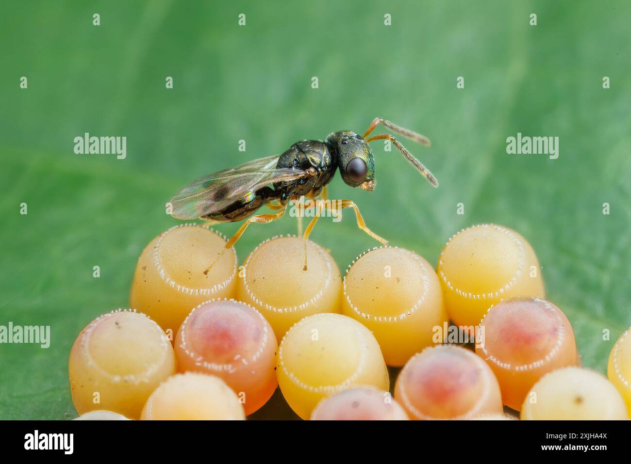 A female pteromalid wasp, Acroclisoides sinica, a hyperparasitoid ...