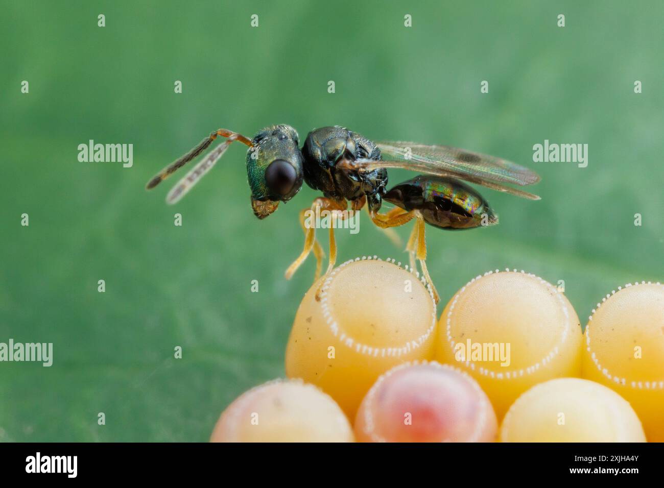 Acroclisoides solus hi-res stock photography and images - Alamy