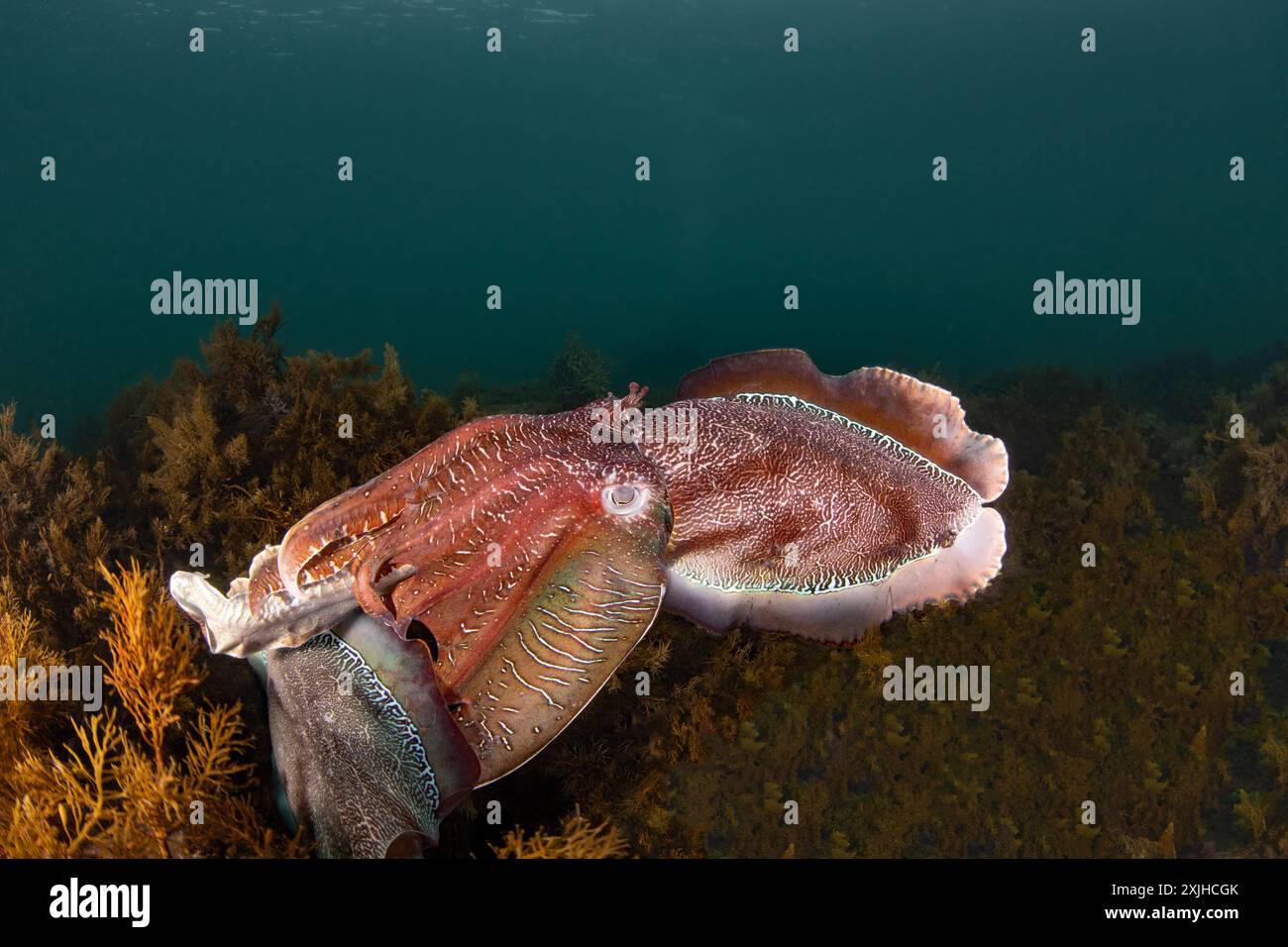 Australian Giant Cuttlefish Stock Photo - Alamy