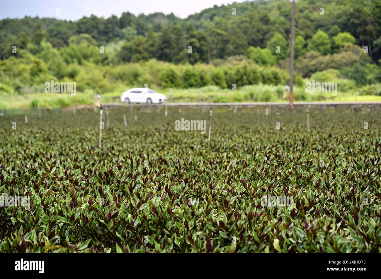 Immerse yourself in the vibrant hues of summer with a breathtaking view ...