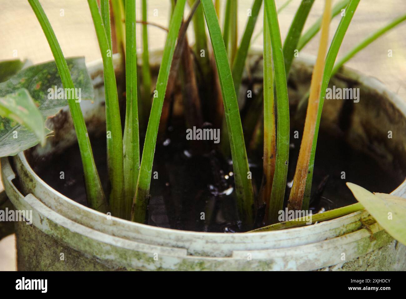 The water jasmine plant or Echinodorus palifolius is an aquatic plant ...