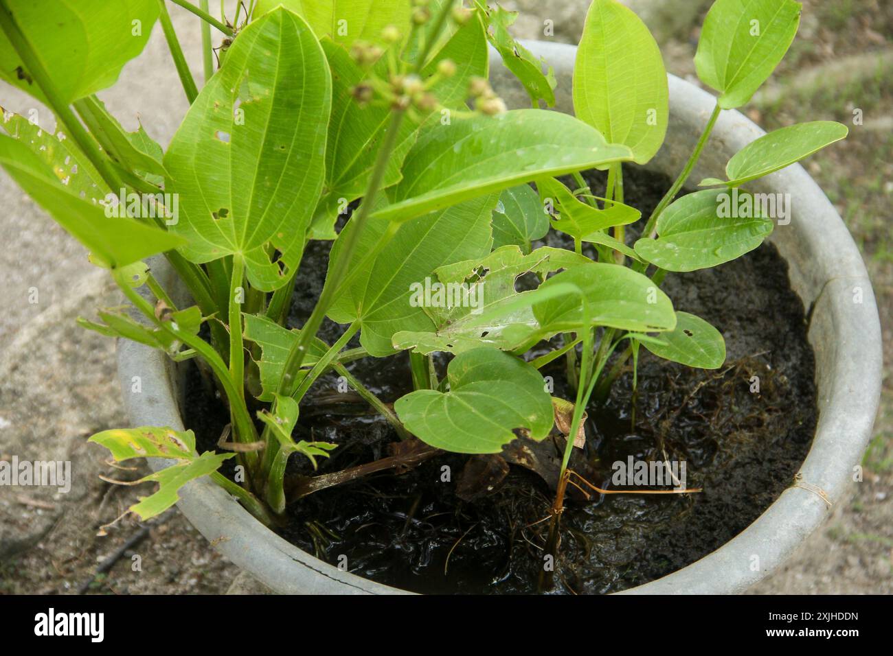 The water jasmine plant or Echinodorus palifolius is an aquatic plant, in Indonesia it is called ...