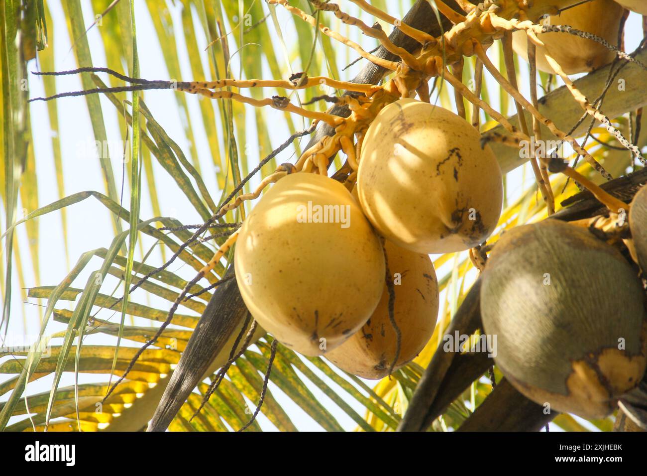 Coconut trees fruit still hi-res stock photography and images - Alamy