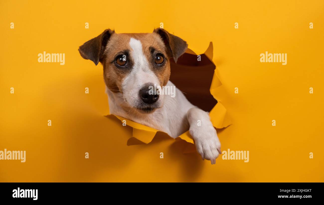 Funny jack russell terrier comes out of a paper orange background ...