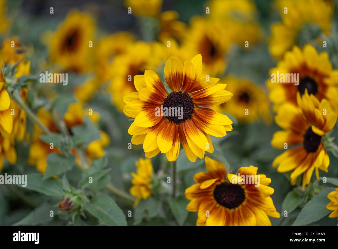 Radiant sunflower hi-res stock photography and images - Alamy