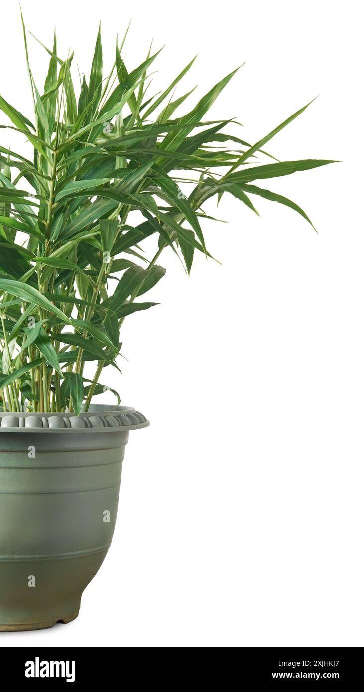 ginger plants grow in pot isolated white background, cultivating ...