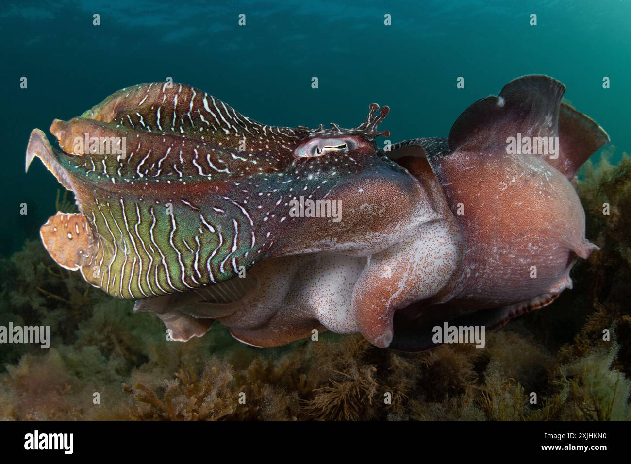Giant cuttlefish hi-res stock photography and images - Alamy