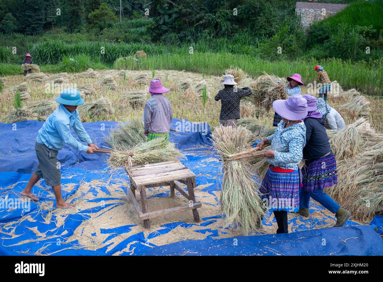Farmers threshing freshly harvested rice at Bac Ha, Lao Cai Province ...