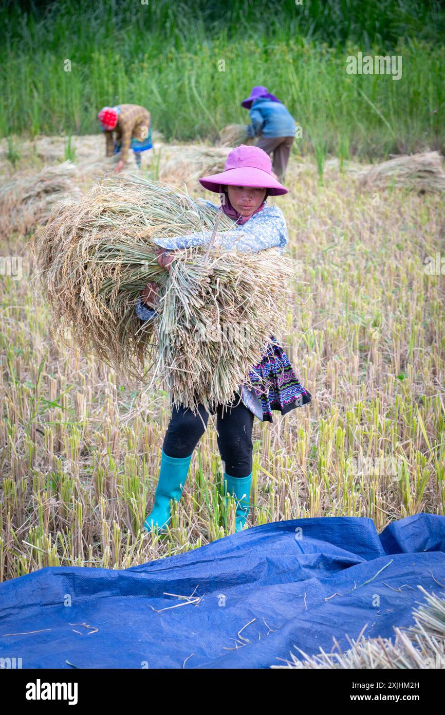Farmer harvesting rice in Bac Ha, Lao Cai Province, Northern Vietnam ...