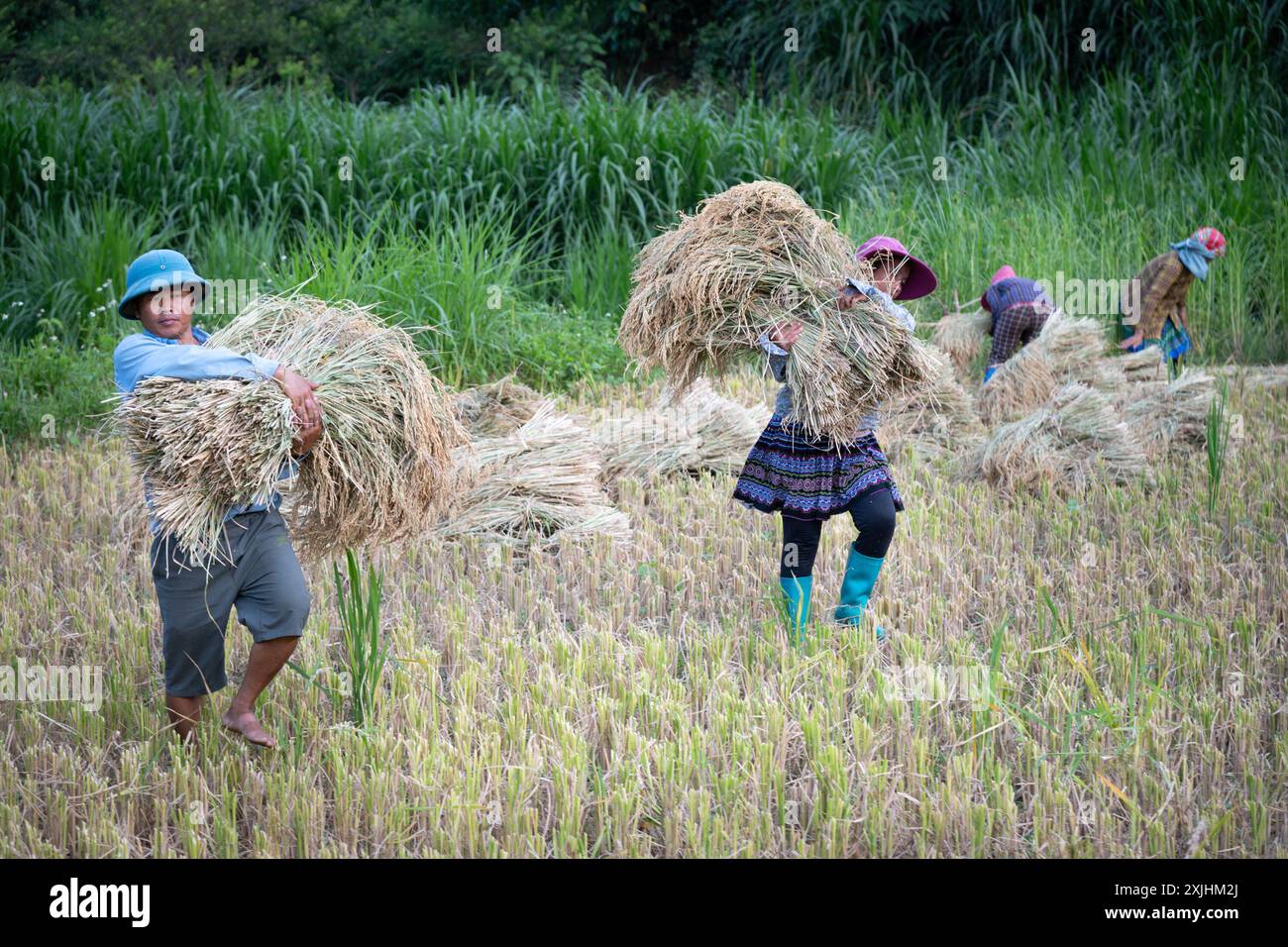Farmers harvesting rice in Bac Ha, Lao Cai Province, Northern Vietnam ...