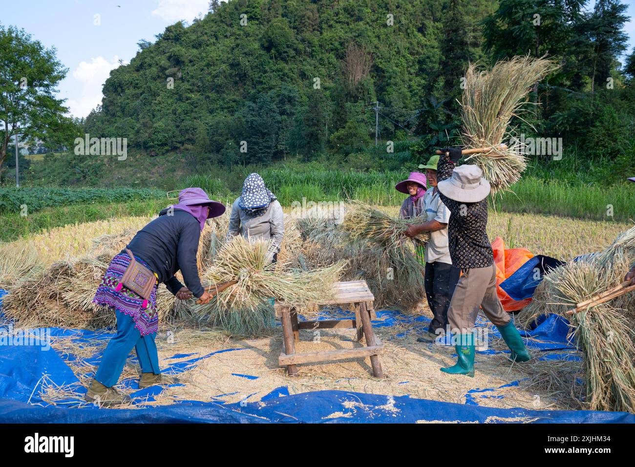 Farmers threshing freshly harvested rice at Bac Ha, Lao Cai Province ...