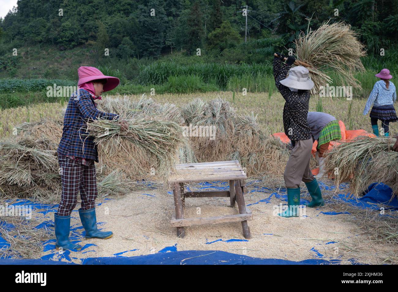 Farmers threshing freshly harvested rice at Bac Ha, Lao Cai Province ...