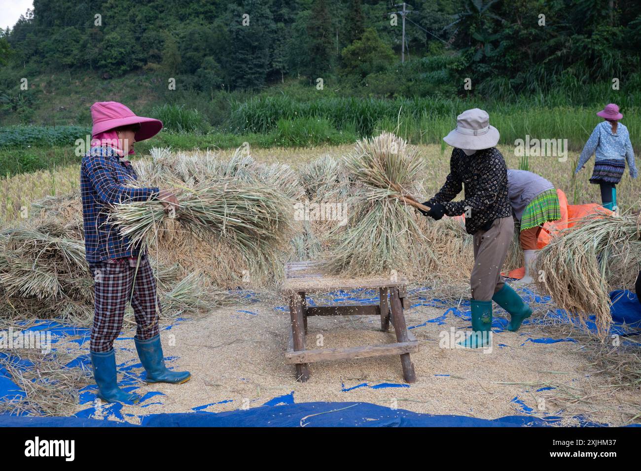 Farmers threshing freshly harvested rice at Bac Ha, Lao Cai Province ...