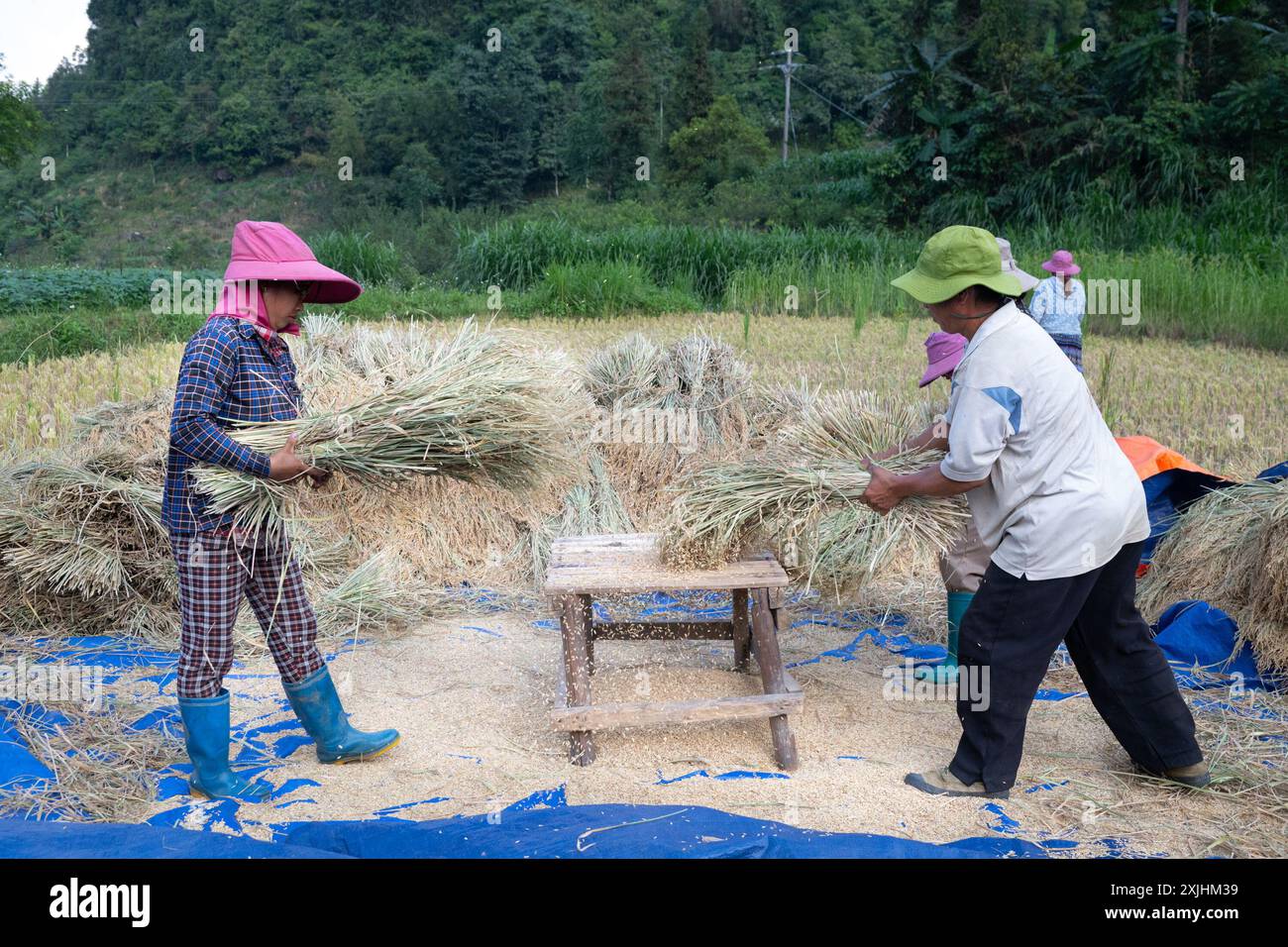 Farmers threshing freshly harvested rice at Bac Ha, Lao Cai Province ...
