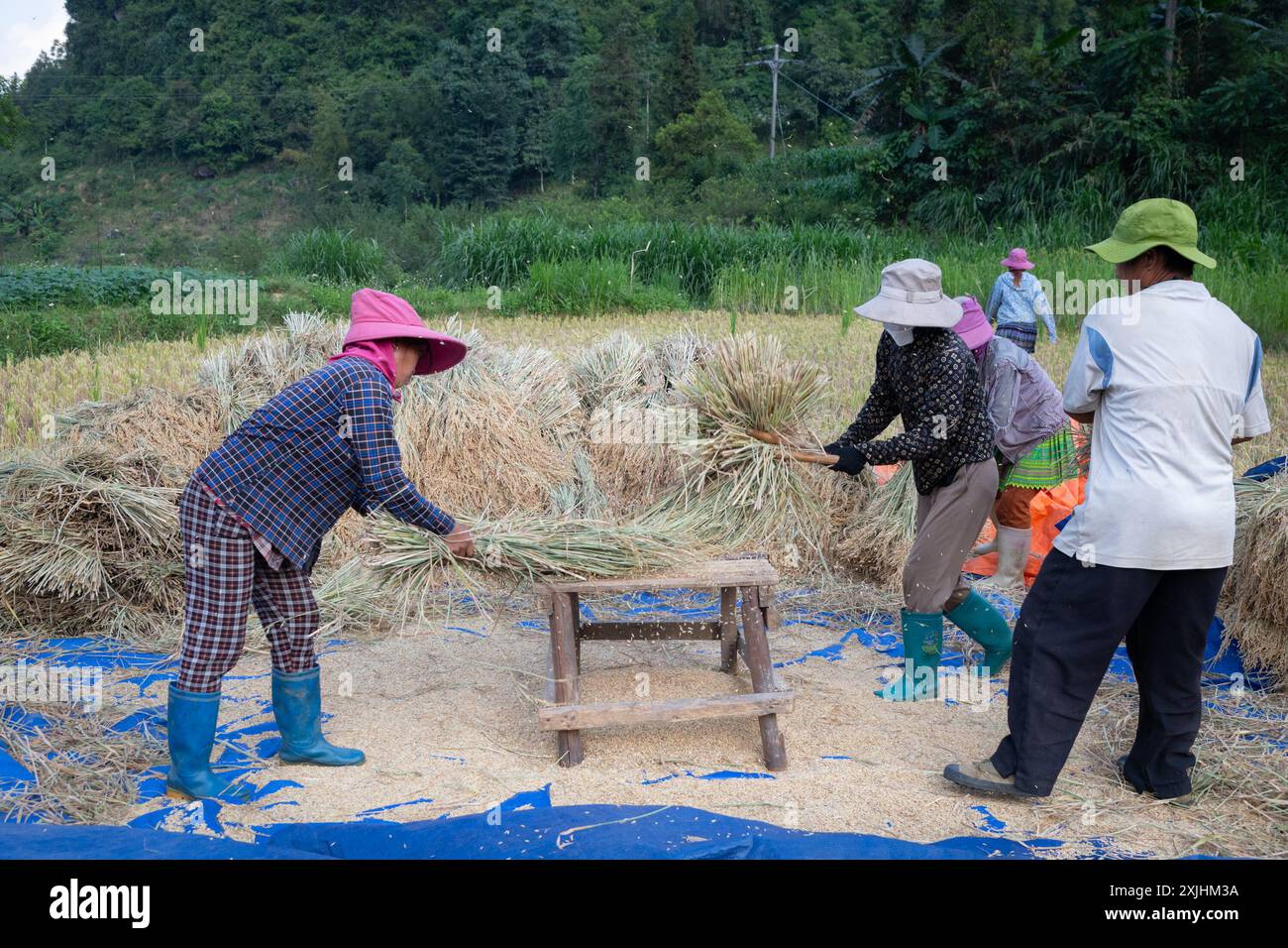 Farmers threshing freshly harvested rice at Bac Ha, Lao Cai Province ...