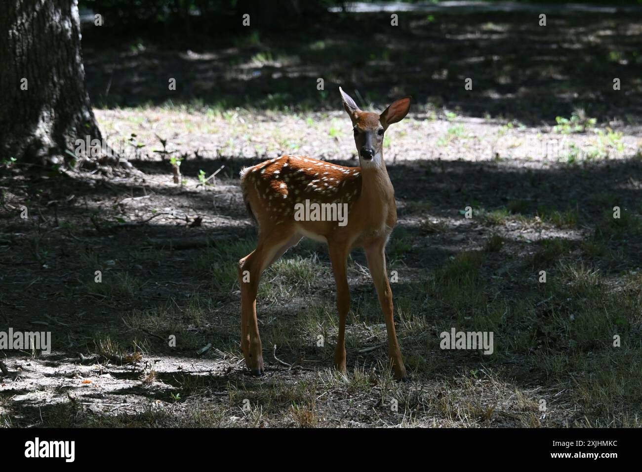 Nature shade hi-res stock photography and images - Alamy