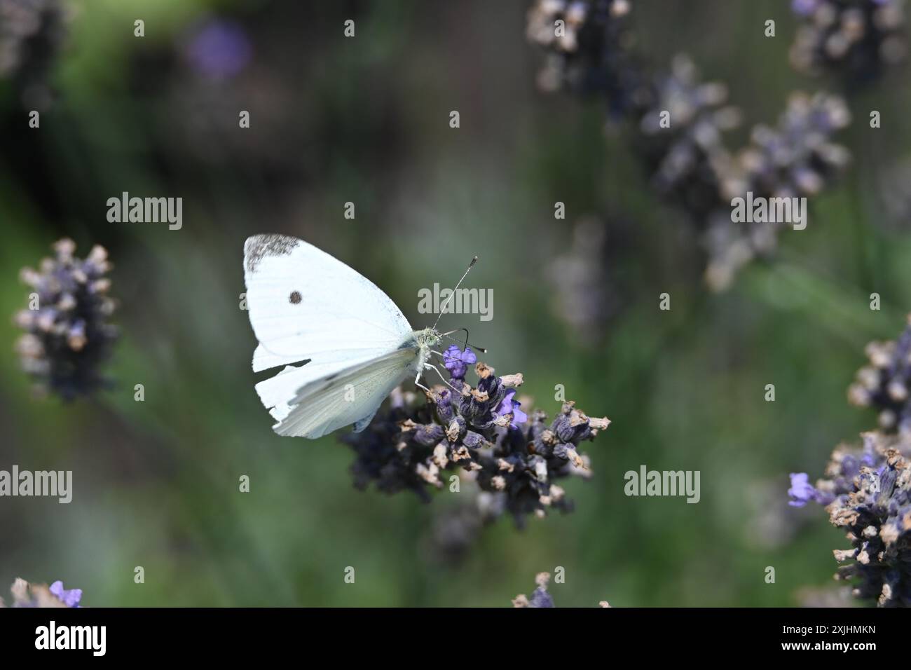 Butterfly moth cabbage white hi-res stock photography and images - Alamy
