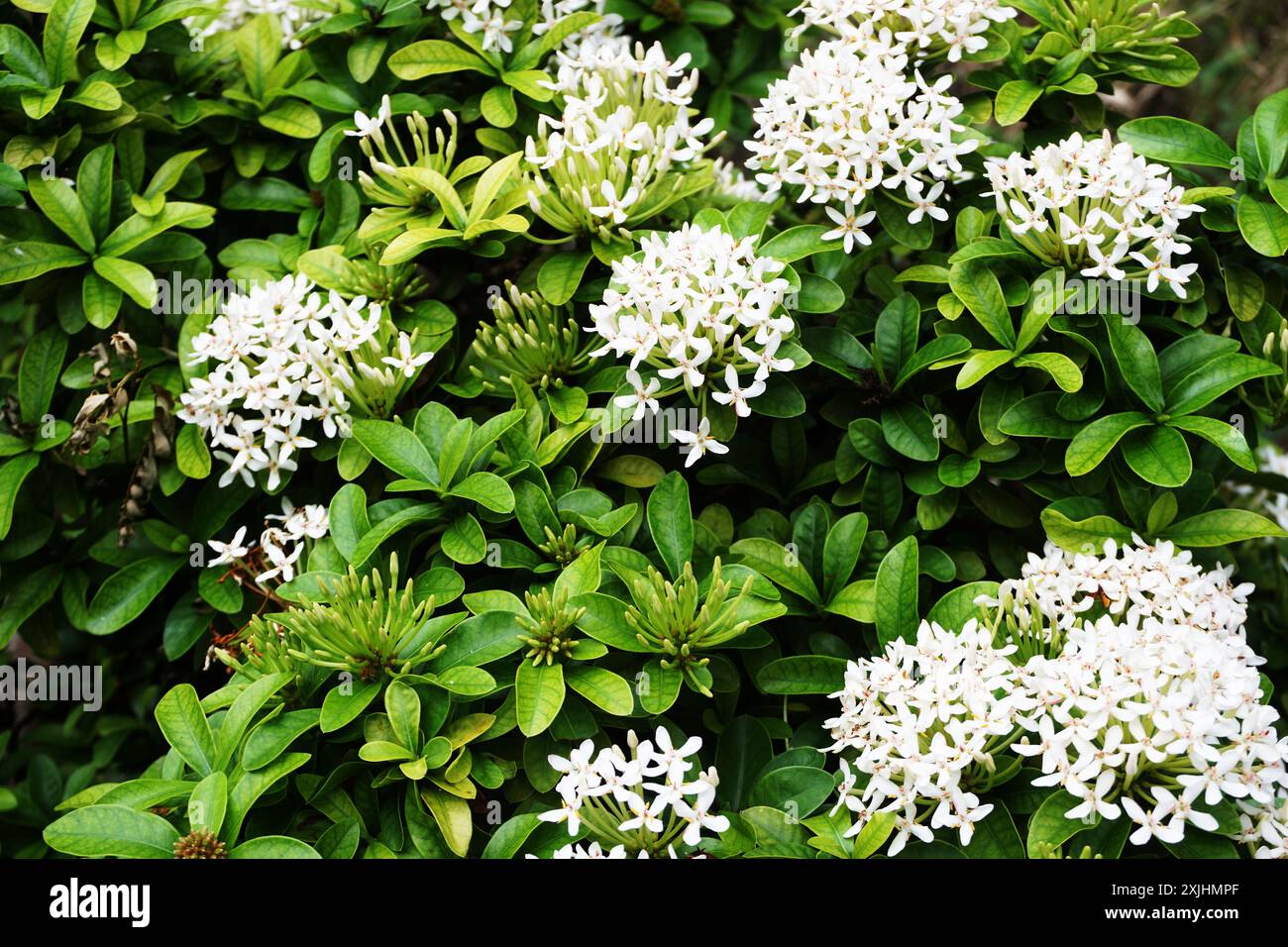 Close up of white spike flower bouquet on nature background Stock Photo ...