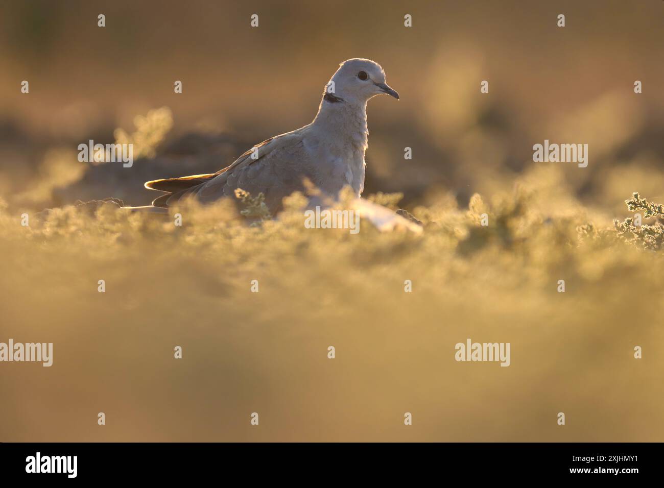 Dove with green background hi-res stock photography and images - Alamy