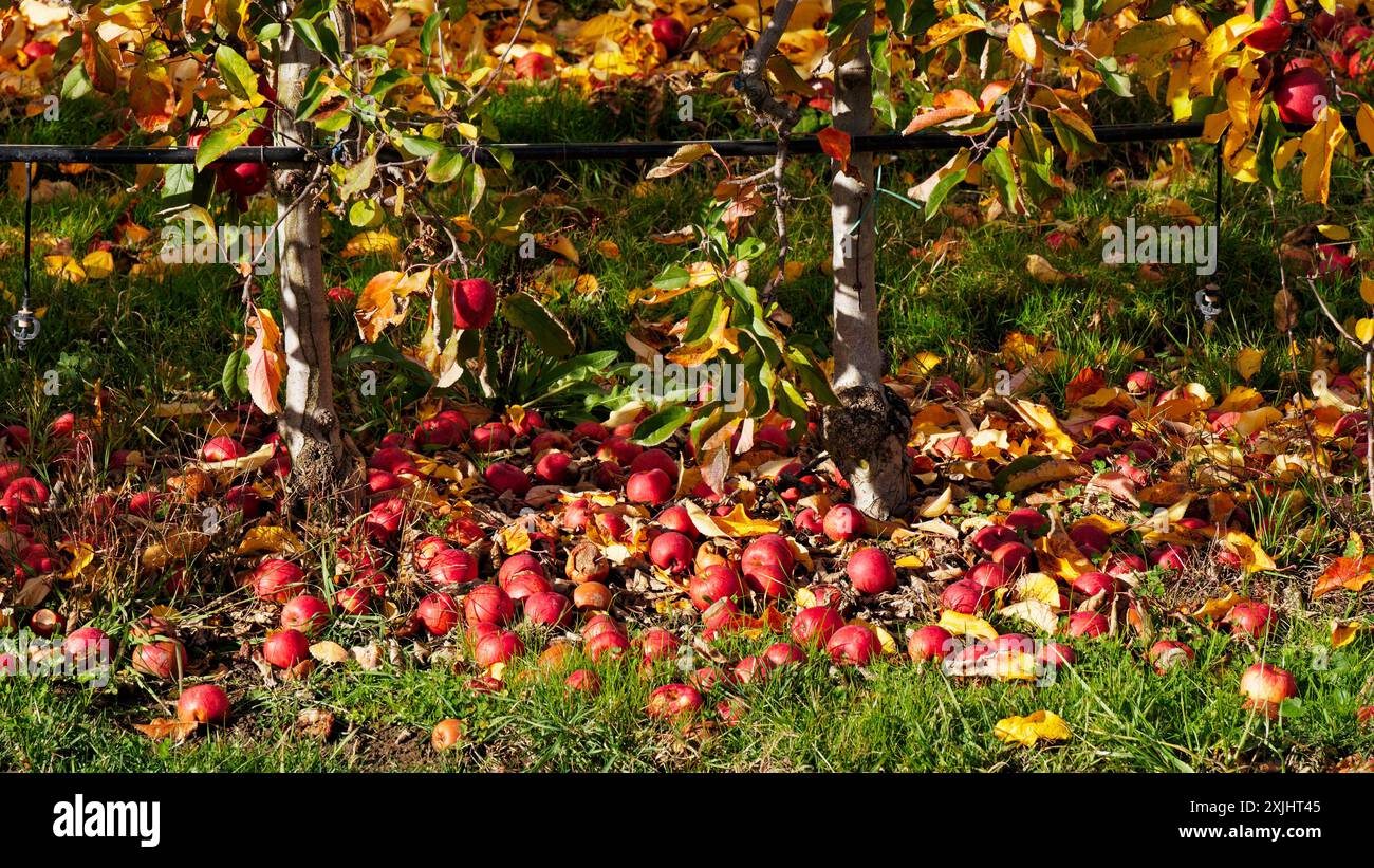 Food waste. Imperfect, blemished or simply the wrong colour for ...