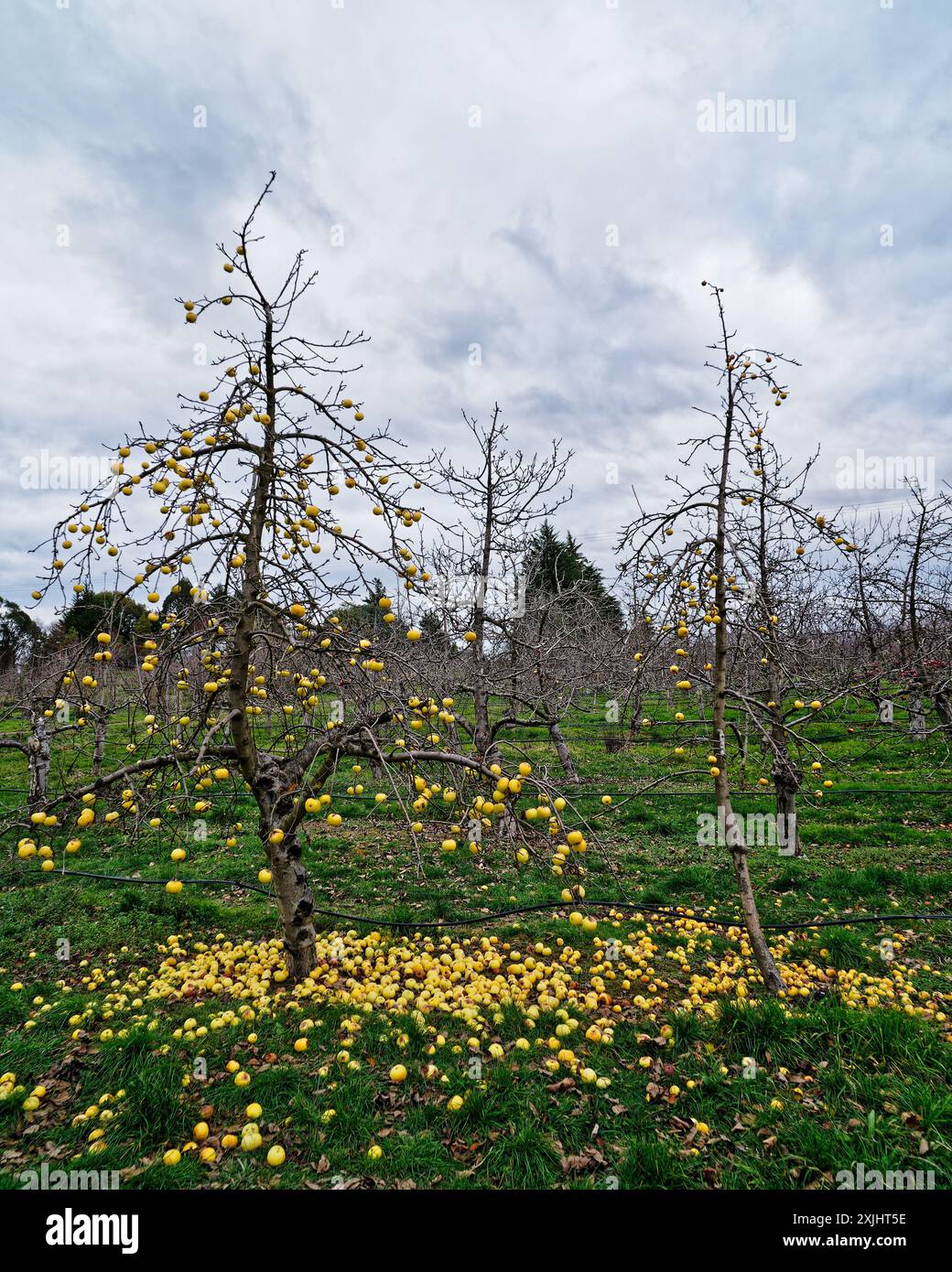 Food waste. Imperfect, blemished or simply the wrong colour for ...