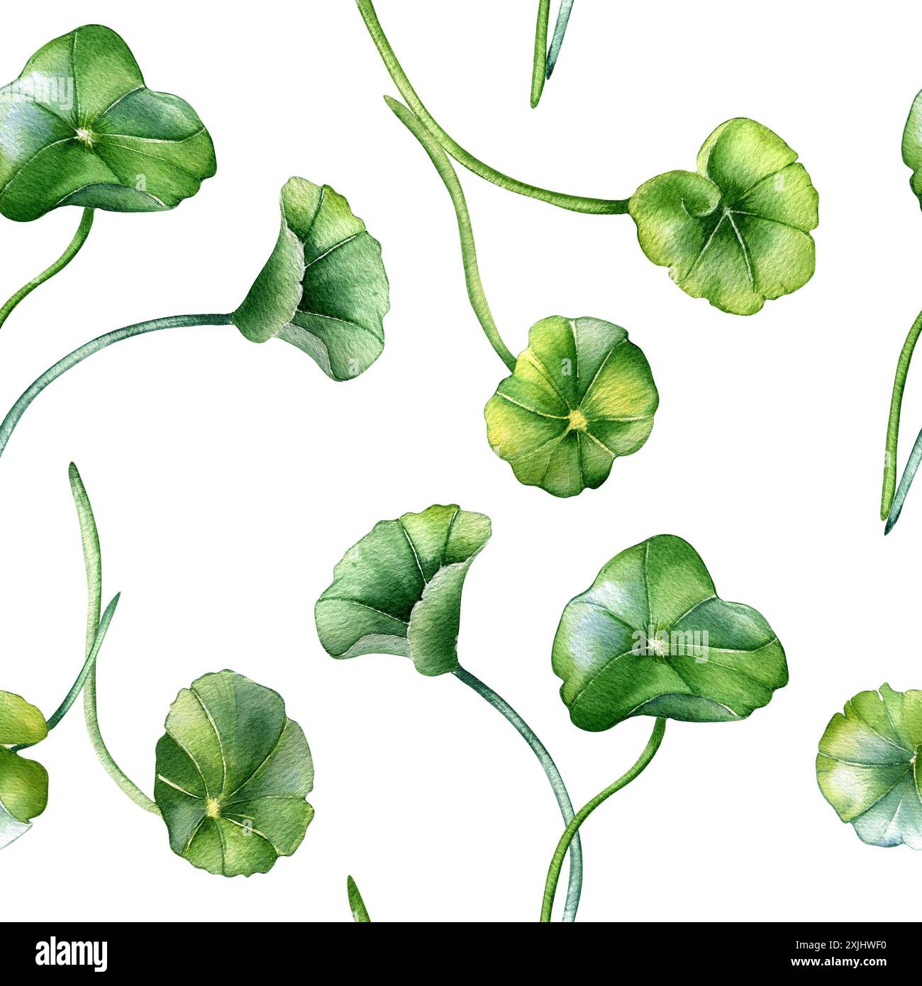 Centella asiatica stems and rounded leaves on watercolor seamless ...