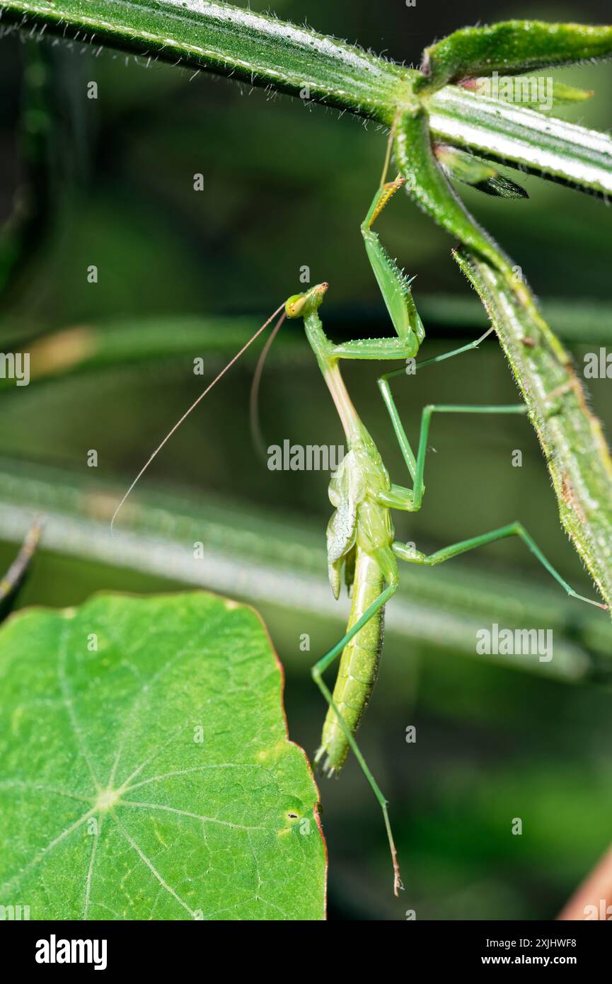 Miomantis caffra, the South African preying mantis still with small ...