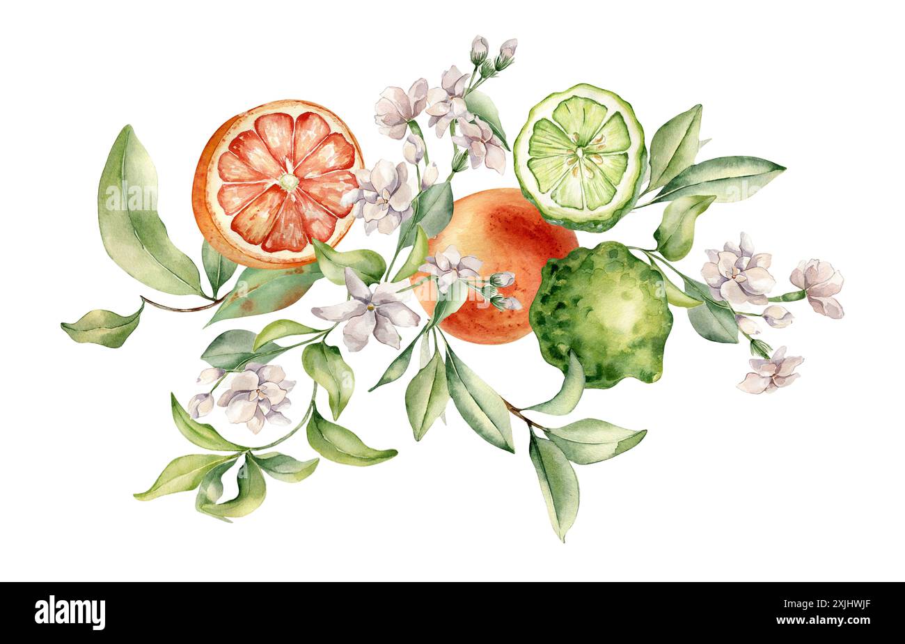 Citrus fruits grapefruit and bergamot with jasmine flowers watercolor isolated illustration ...