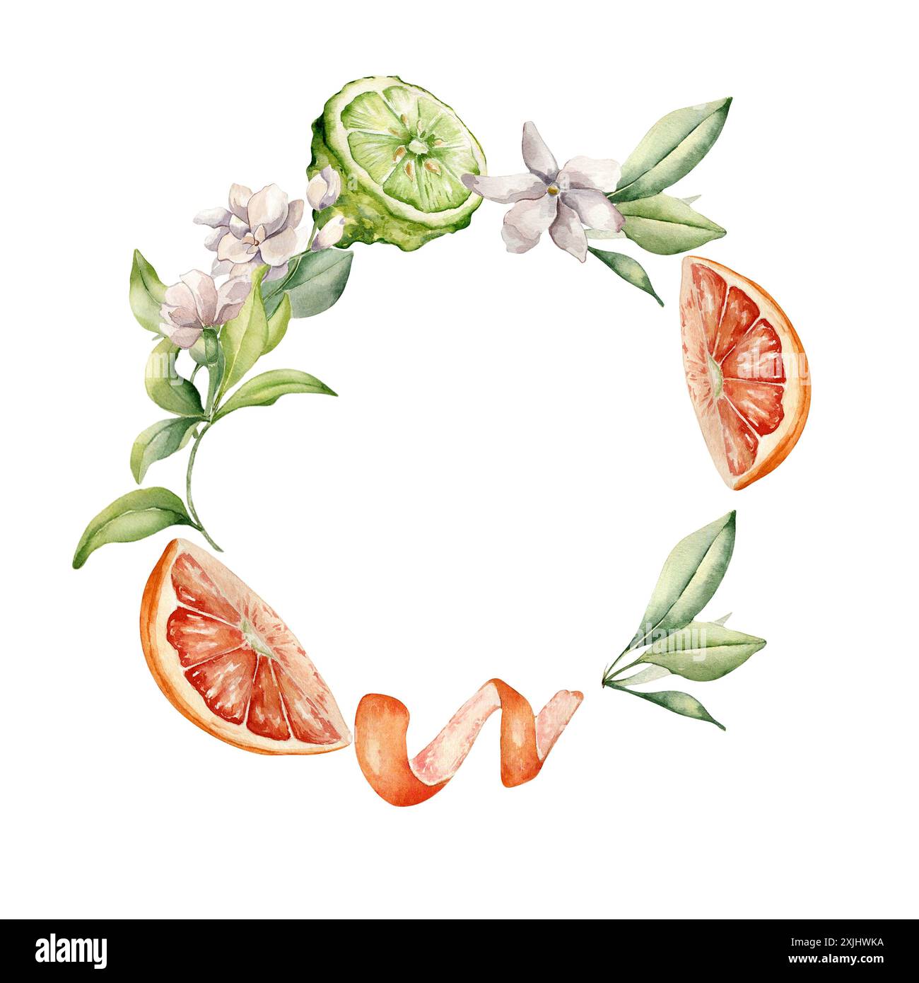 Grapefruit and bergamot citrus fruits with jasmine flowers watercolor isolated wreath. Hand ...
