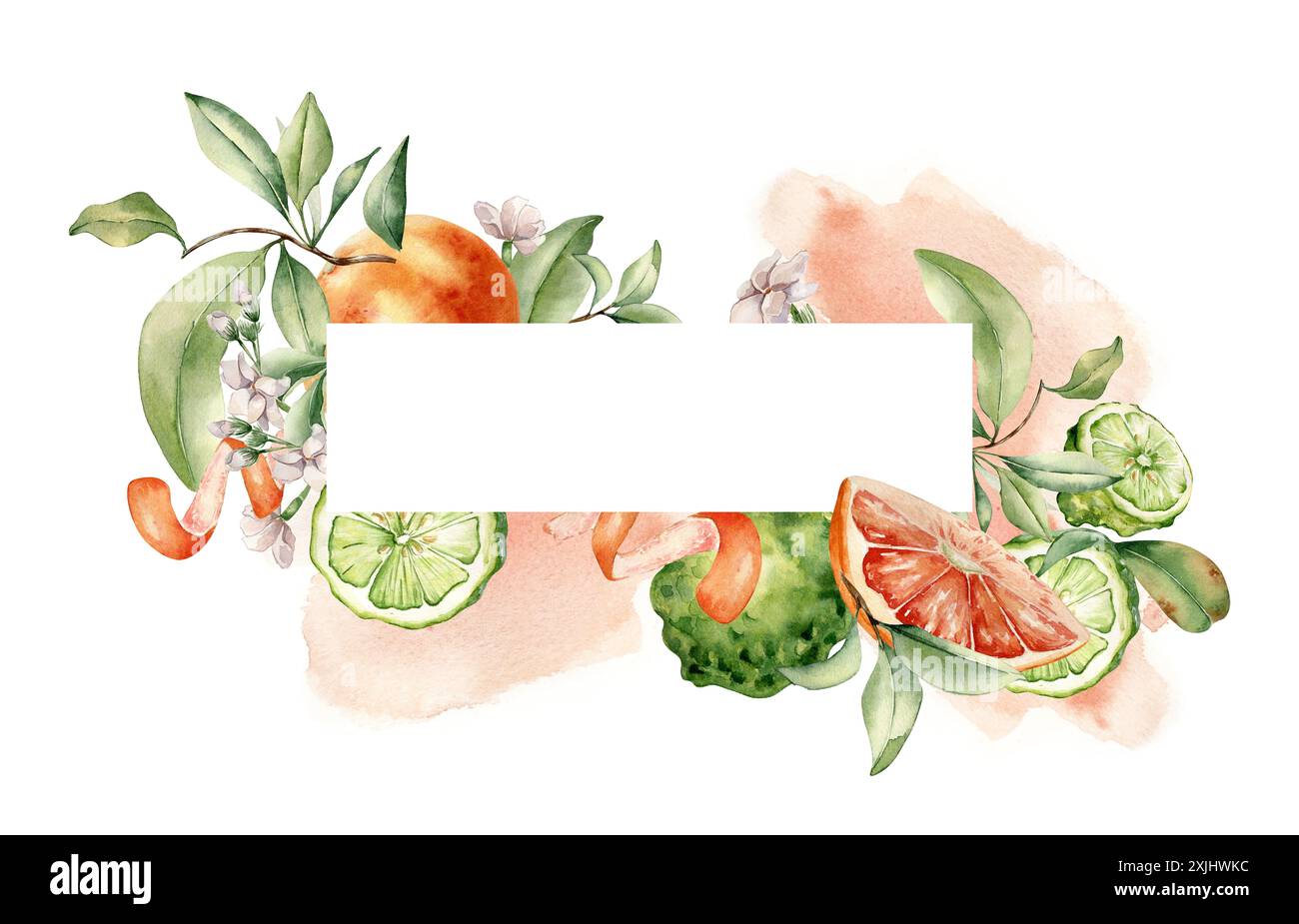 Ripe citrus mixed bergamot and grapefruit and jasmine flowers, watercolor stroke isolated border ...