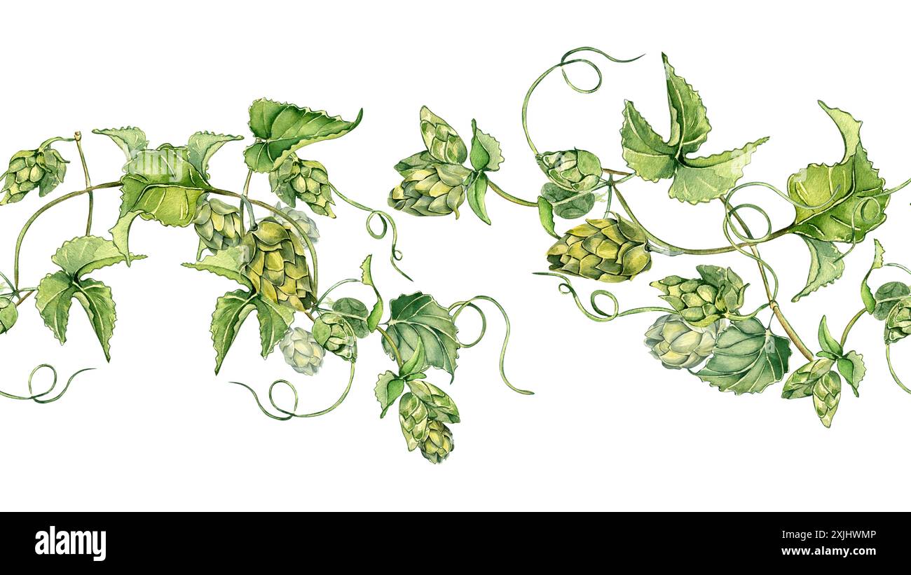 Hop cones on vine with leaves in watercolor on seamless border isolated ...