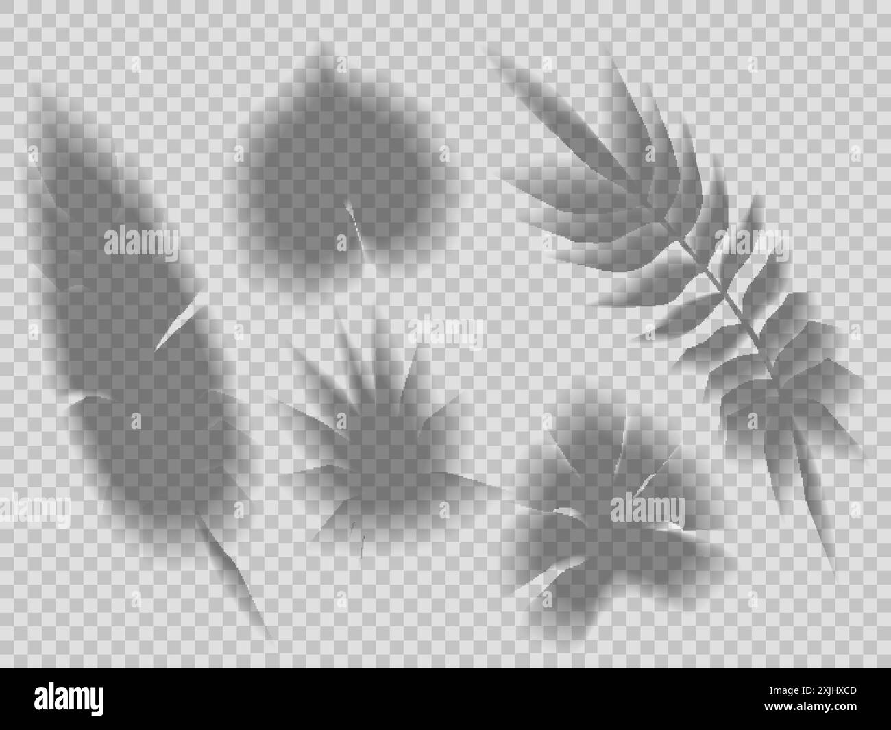 Vector set of transparent shadows of tropical leaves isolated from ...