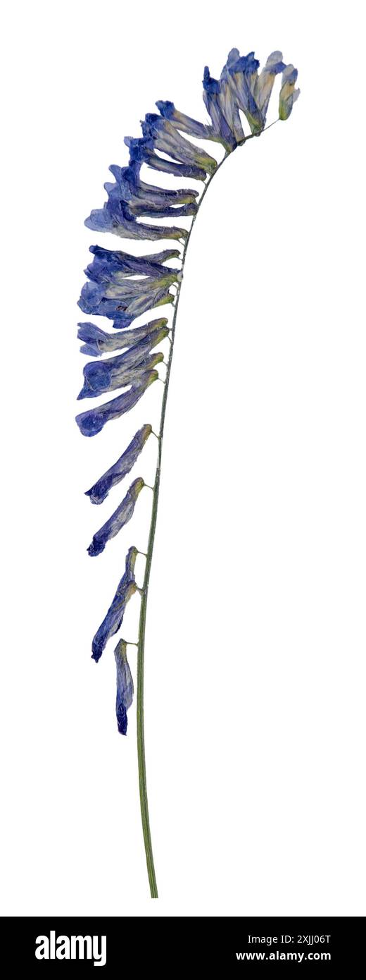 Vicia cracca blue flower plant. Dried leaf isolated on white background ...