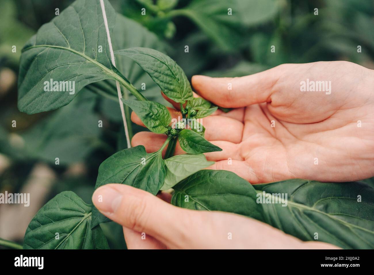 Close-up female hands, agronomist researcher, touching green foliage ...