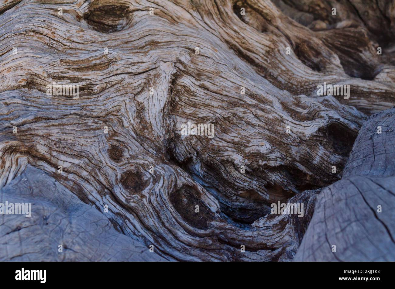 Ancient olive tree trunk with gnarled patterns useful for background ...