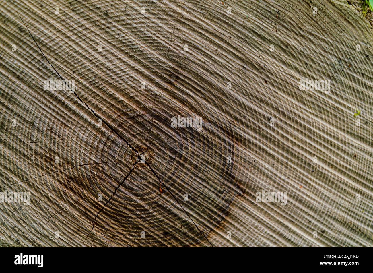 Growth rings on a felled tree showing how old the tree is Stock Photo ...