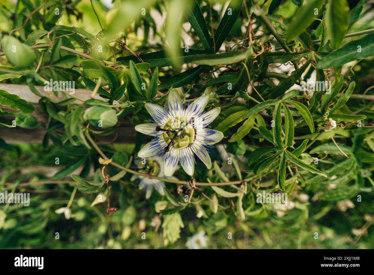 Pollen haze hi-res stock photography and images - Alamy