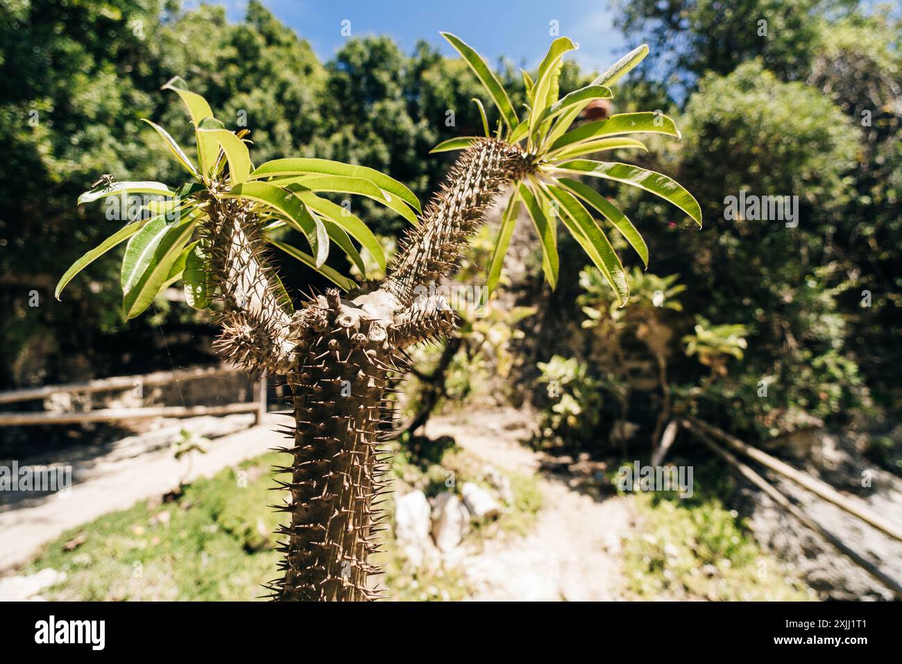 Spiky tree trunk and branches of a Madagascar palm Stock Photo - Alamy