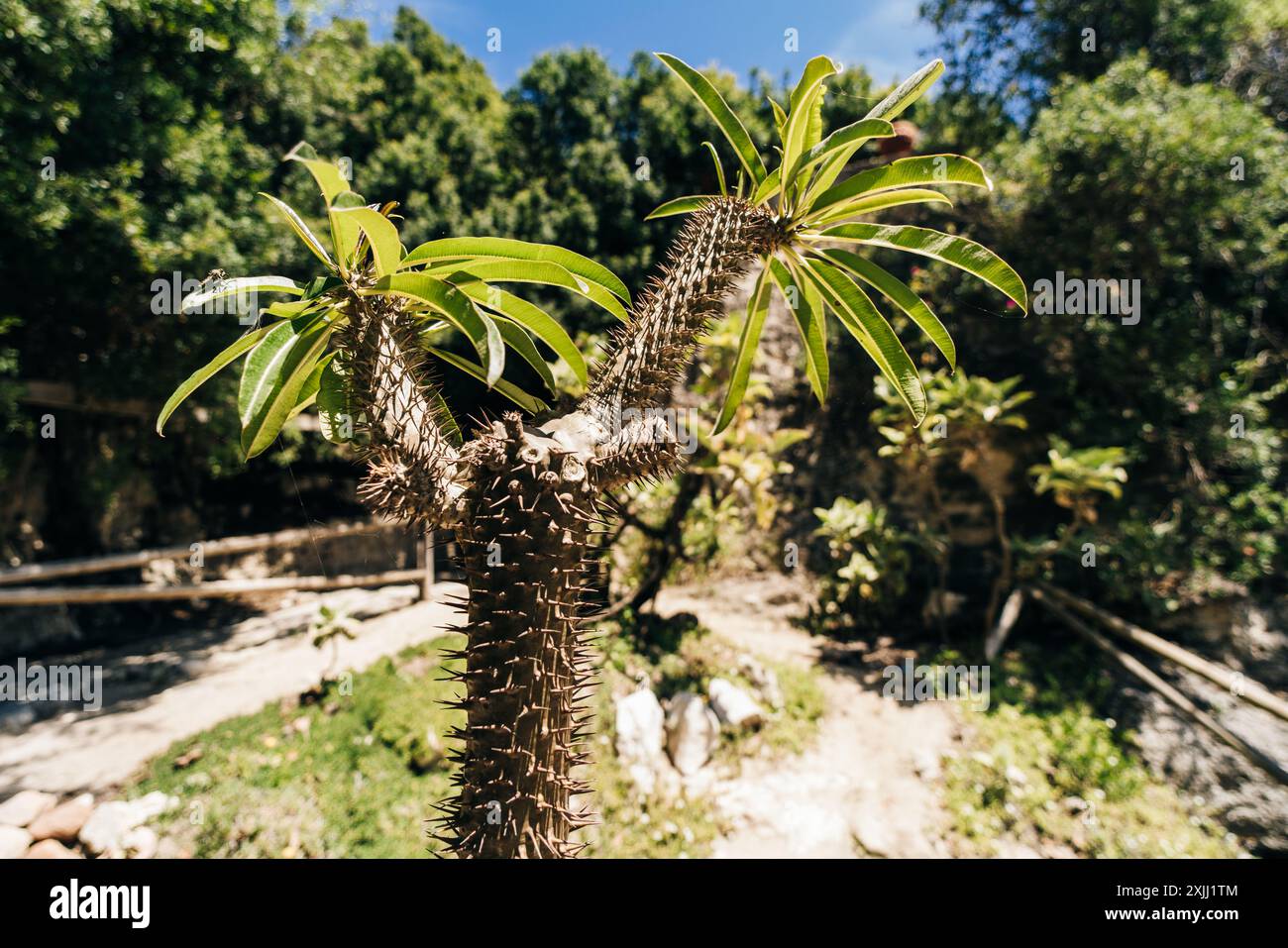 Spiky tree trunk and branches of a Madagascar palm Stock Photo - Alamy