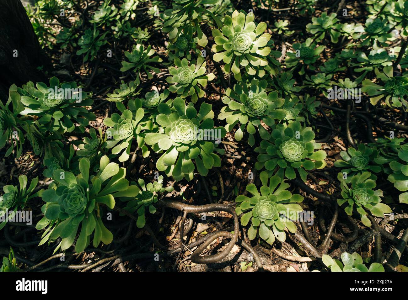 Aeonium Arboreum Tree Aeonium close up in the garden Stock Photo - Alamy