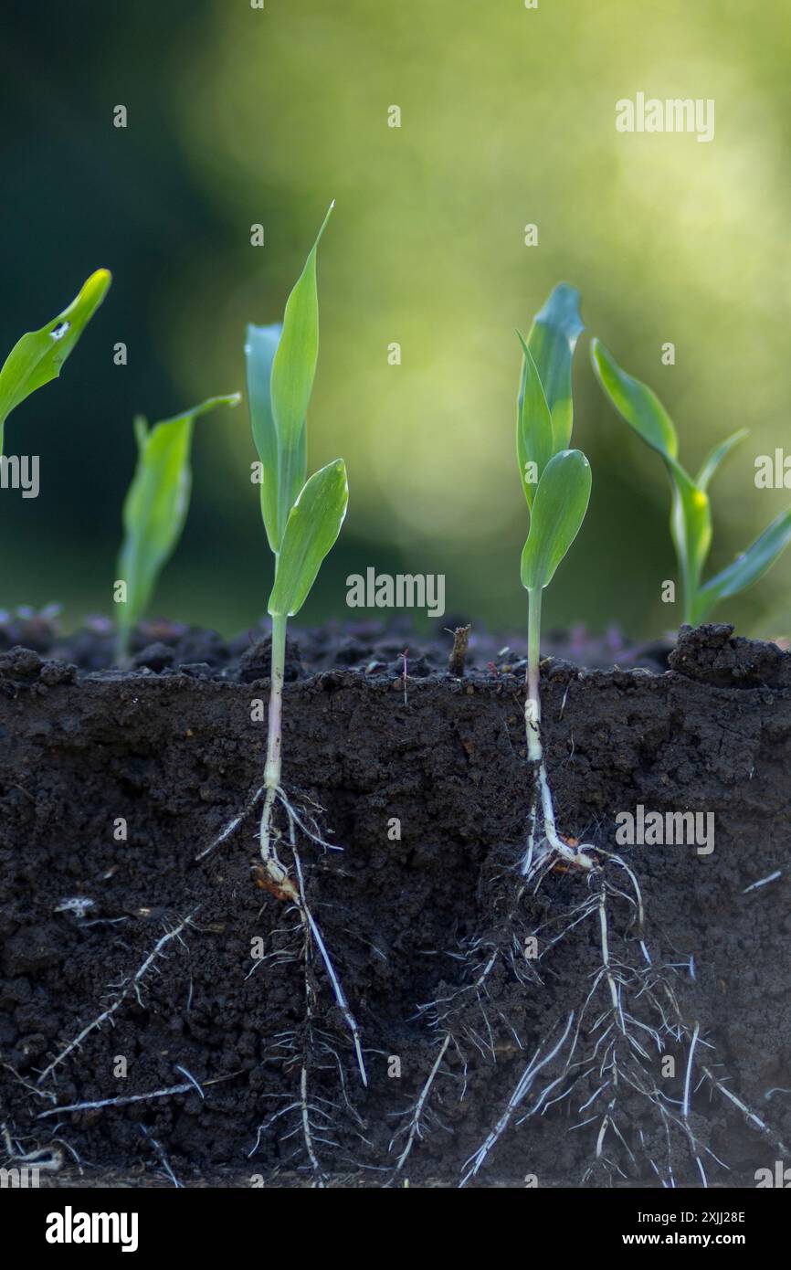 Young corn plants with roots in the soil Stock Photo - Alamy