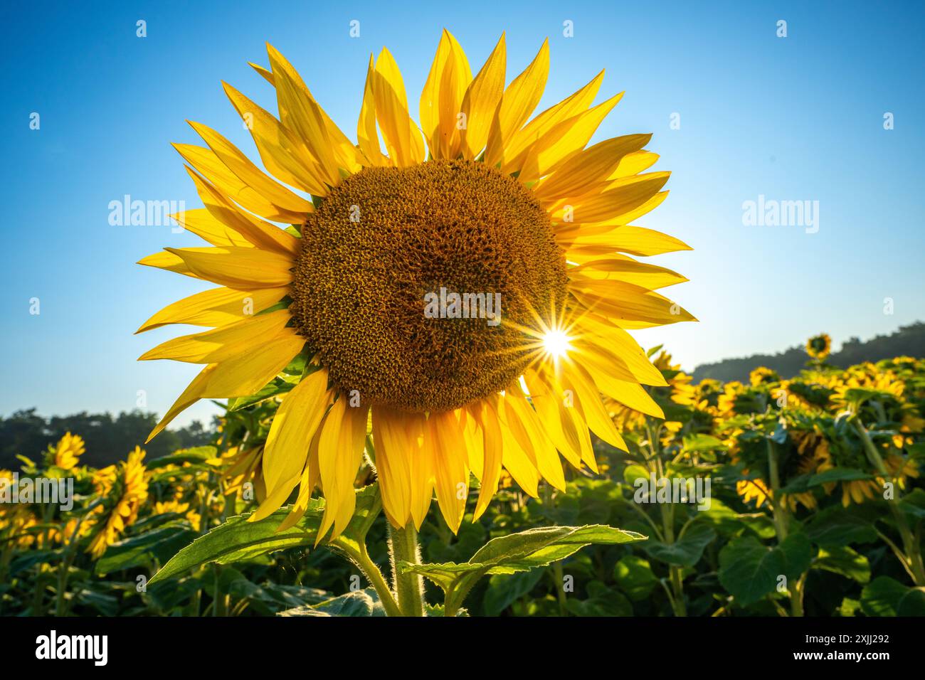 19 July 2024, Brandenburg, Zauchwitz: Rays of sunlight shine through a ...