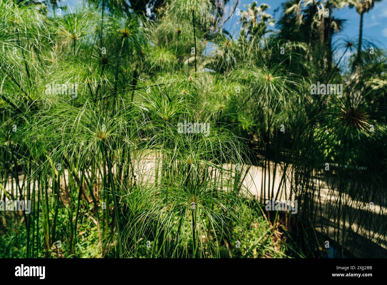Papyrus cyperus papyrus garden park hi-res stock photography and images ...
